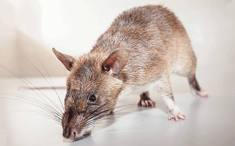 Rats - Emmaculatepest